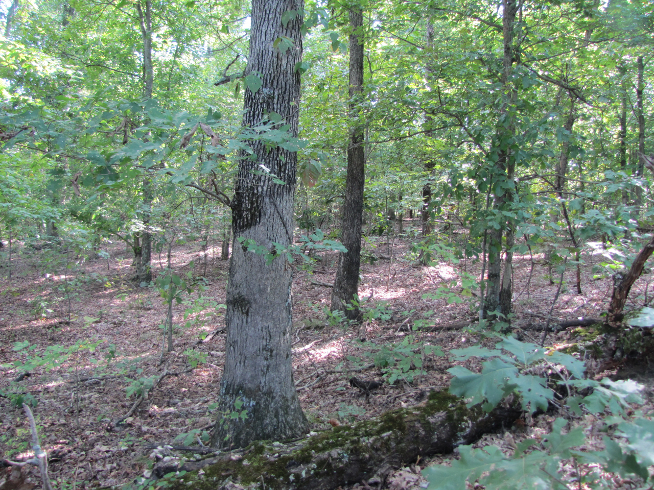 Recreational Land Kurtz Auction And Realty Co